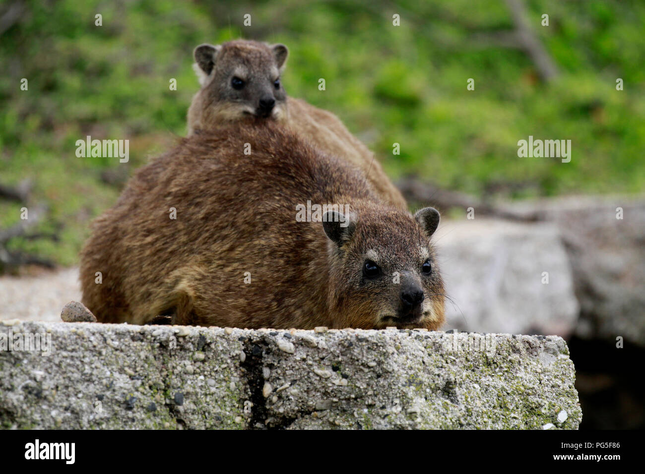 Hyrax young hi-res stock photography and images - Alamy