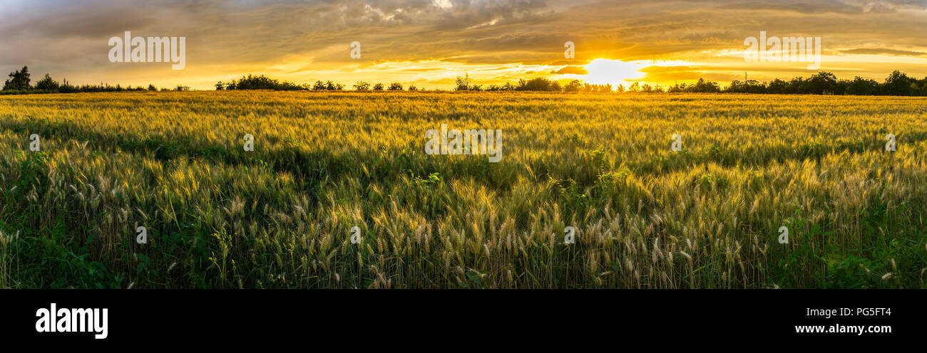 Wheat crop germany hi-res stock photography and images - Alamy