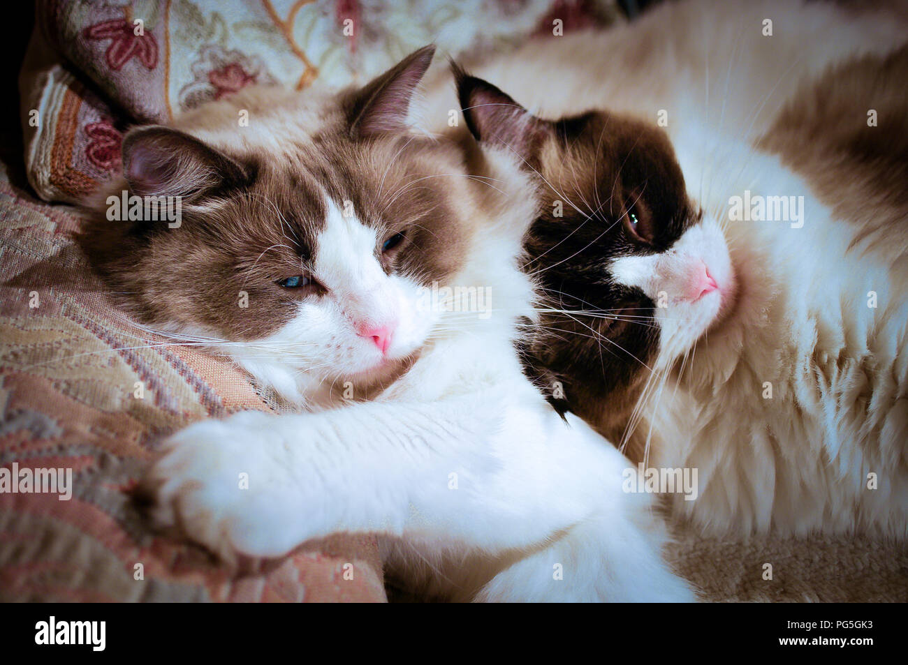 Ragdolls hi-res stock photography and images - Alamy