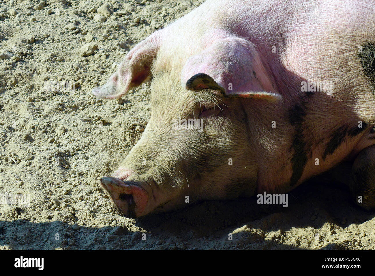 Pig portrait open air Stock Photo - Alamy