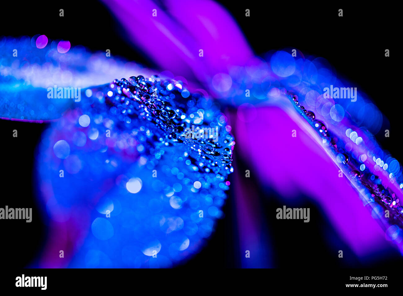 selective focus of botanical background with wet schefflera leaf, blue ...