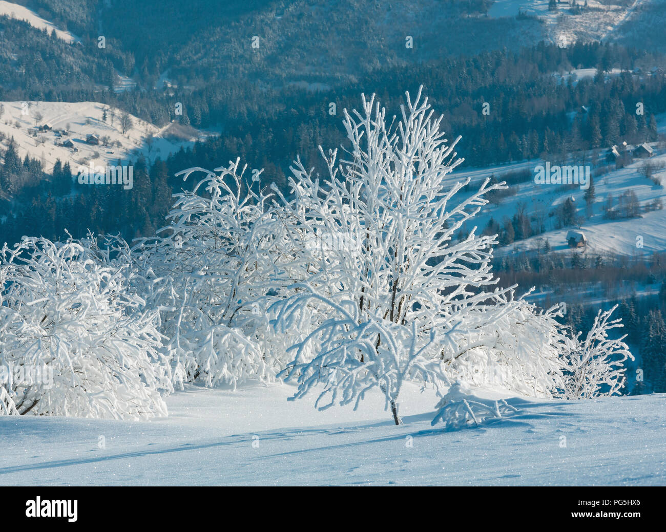 Morning winter calm mountain landscape with beautiful frosting trees ...