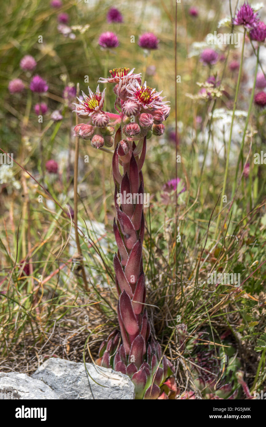 Sempervivum tectorum succulent hi-res stock photography and images - Alamy