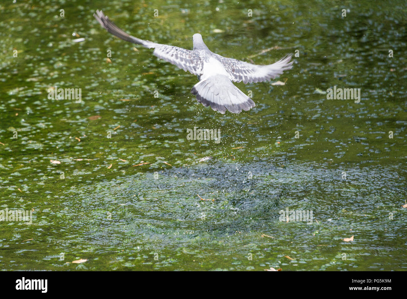 A pigeon taking off from a lake Stock Photo - Alamy
