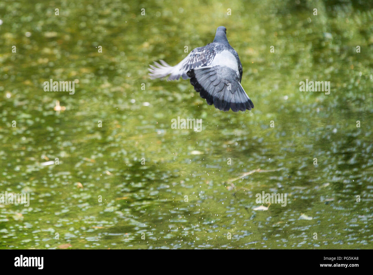 Pigeon taking off hi-res stock photography and images - Alamy