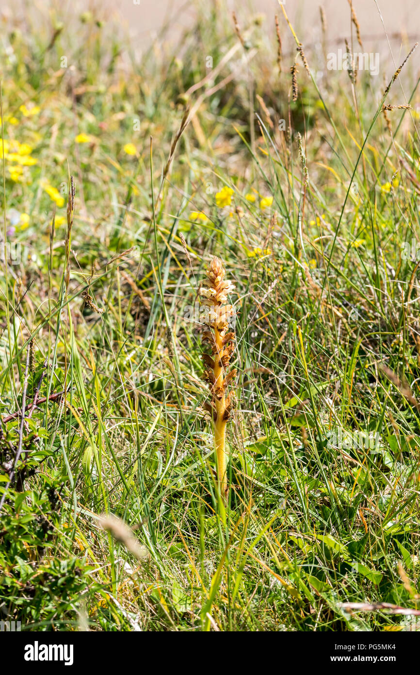 Common broomrape Orobanche minor Stock Photo - Alamy