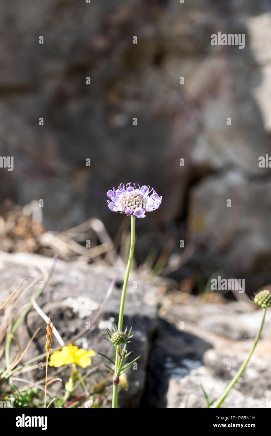 Small scabious scabiosa columbaria hi-res stock photography and images ...