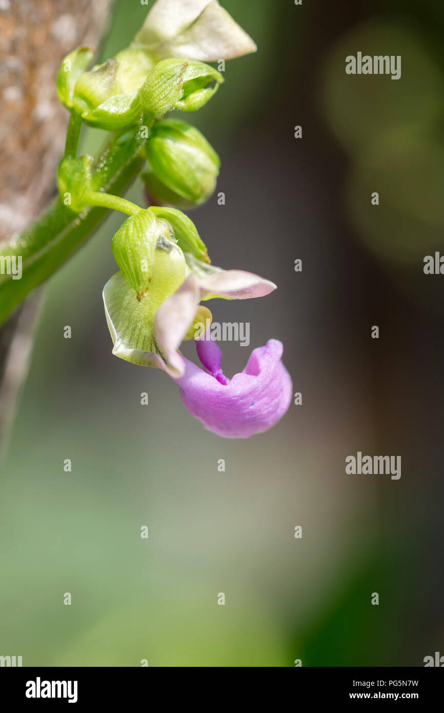 French climbing bean flower Stock Photo - Alamy