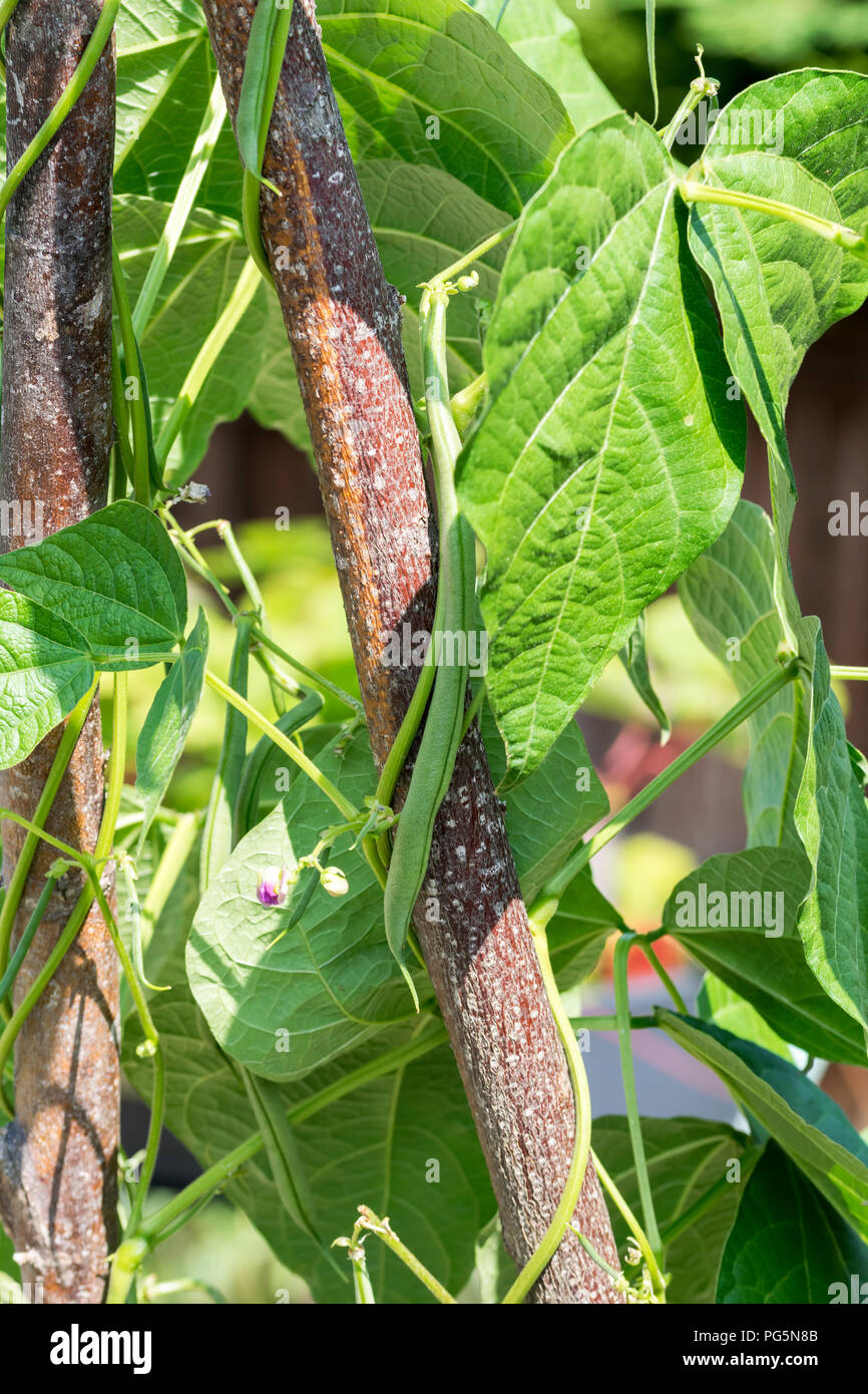 French climbing beans Stock Photo - Alamy
