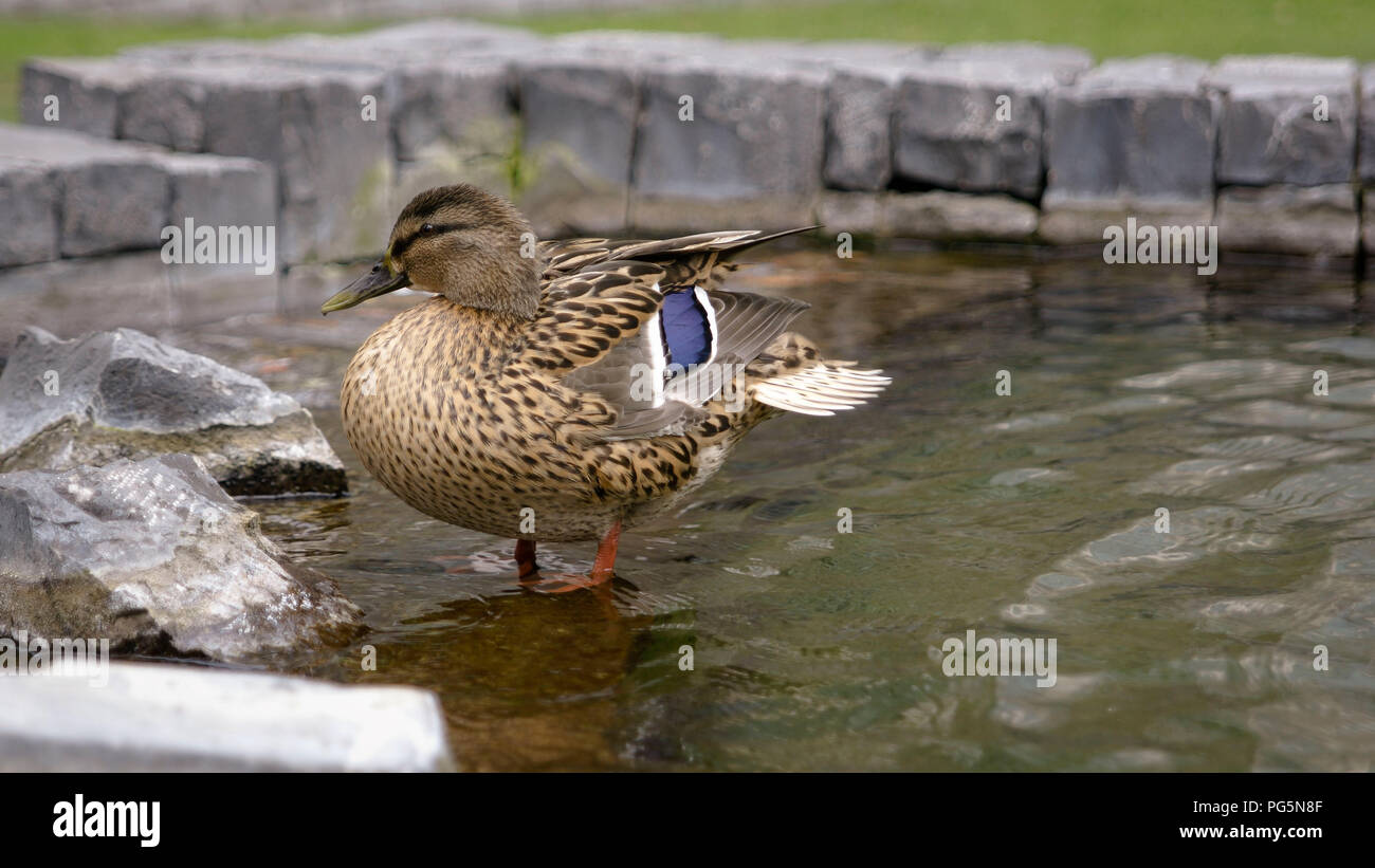 Pat animal hi-res stock photography and images - Alamy
