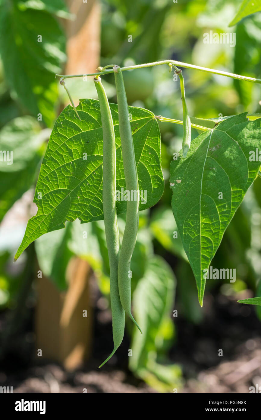 Climbing beans hi-res stock photography and images - Alamy