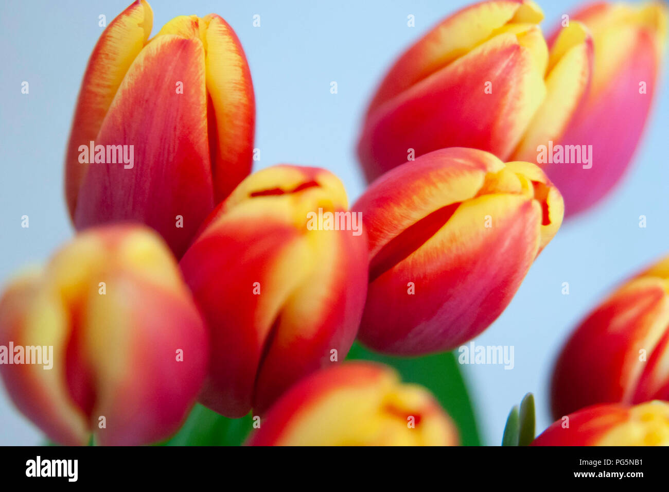 Coloured spring bouquet hi-res stock photography and images - Alamy