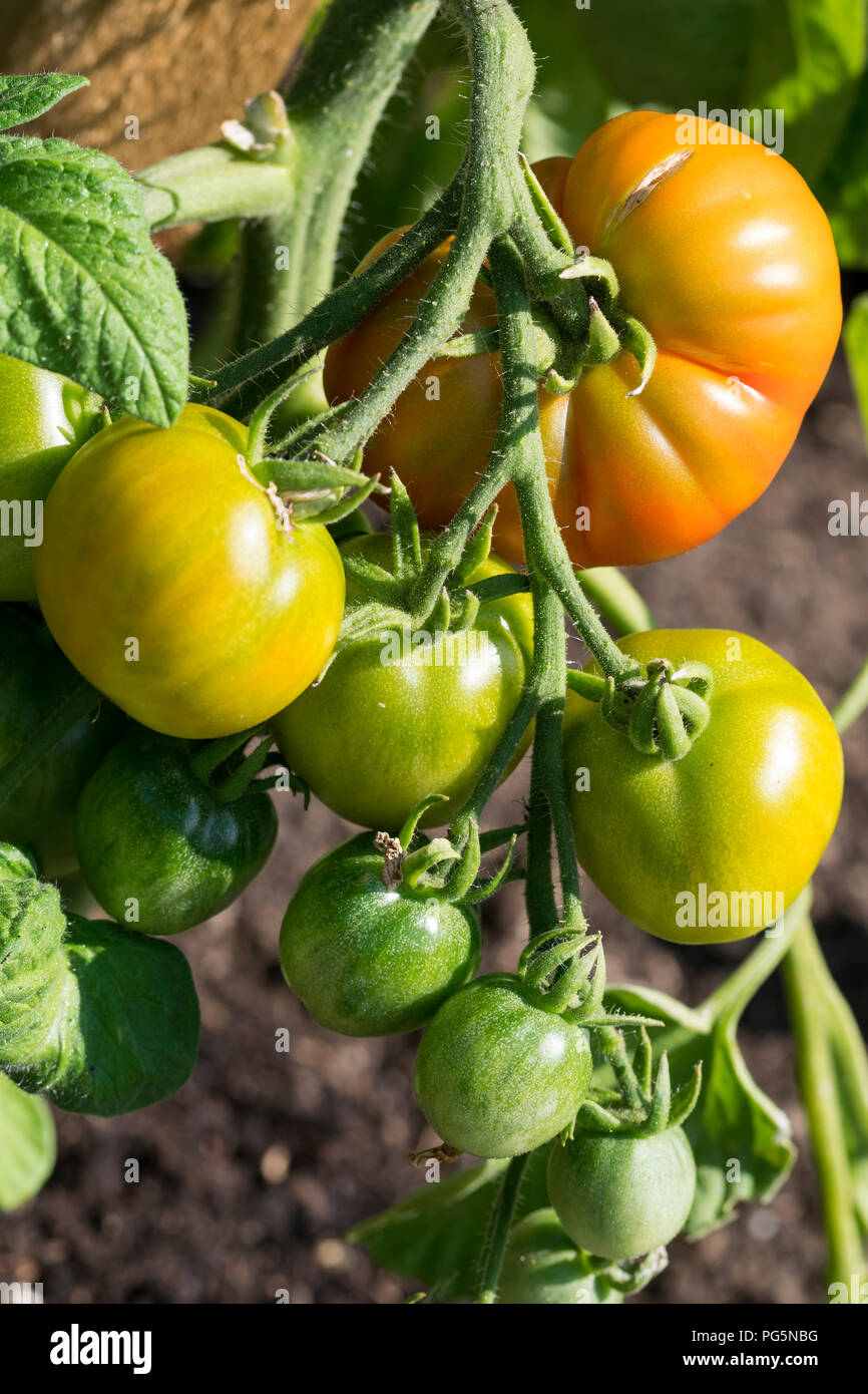 Truss of tomatoes hi-res stock photography and images - Alamy