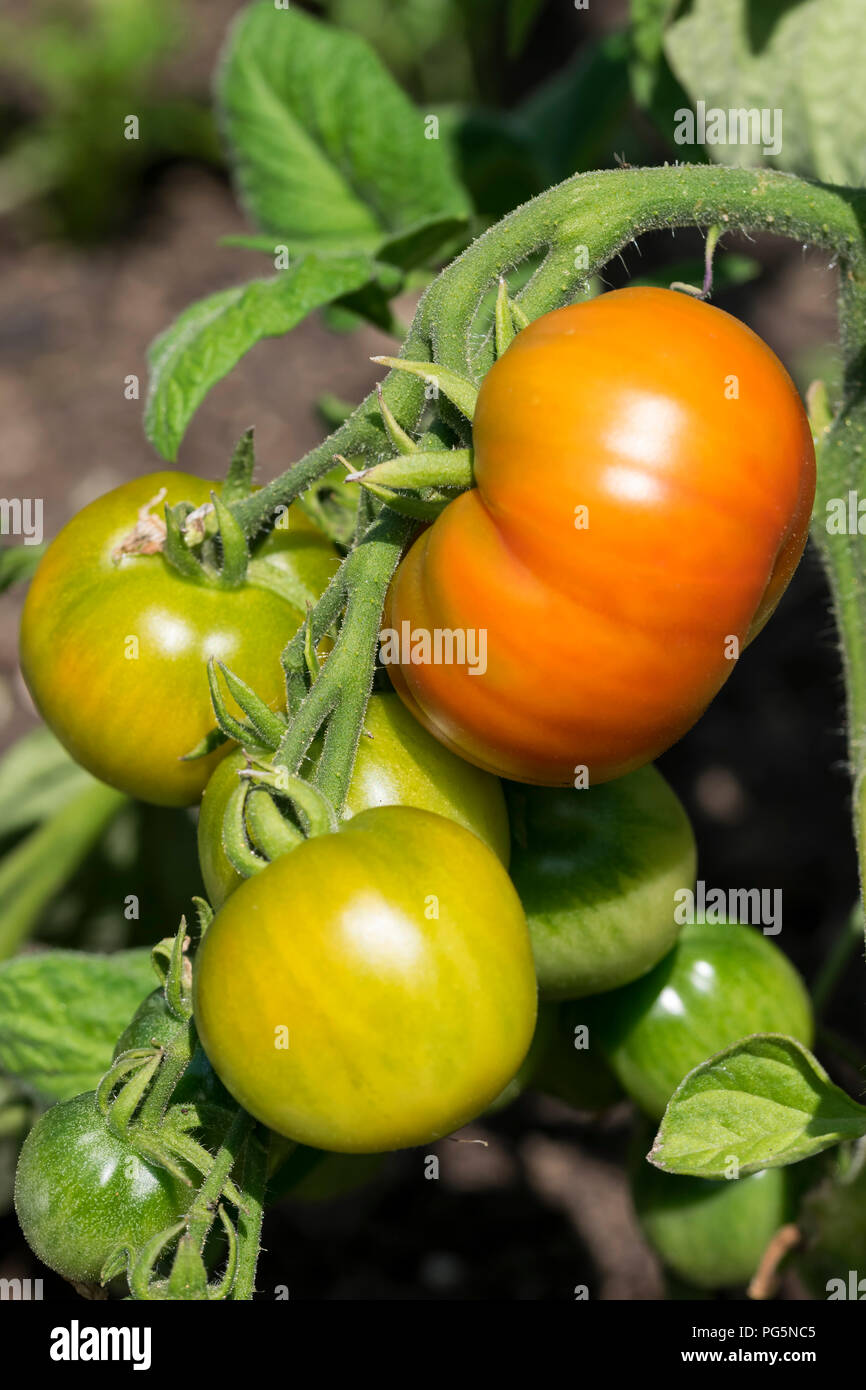 A truss of Tomatoes slowly ripening Stock Photo - Alamy