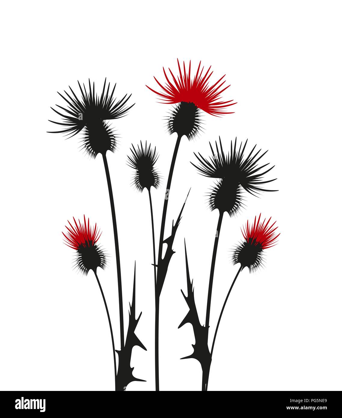 Thistle plant isolated on Stock Vector Images - Alamy