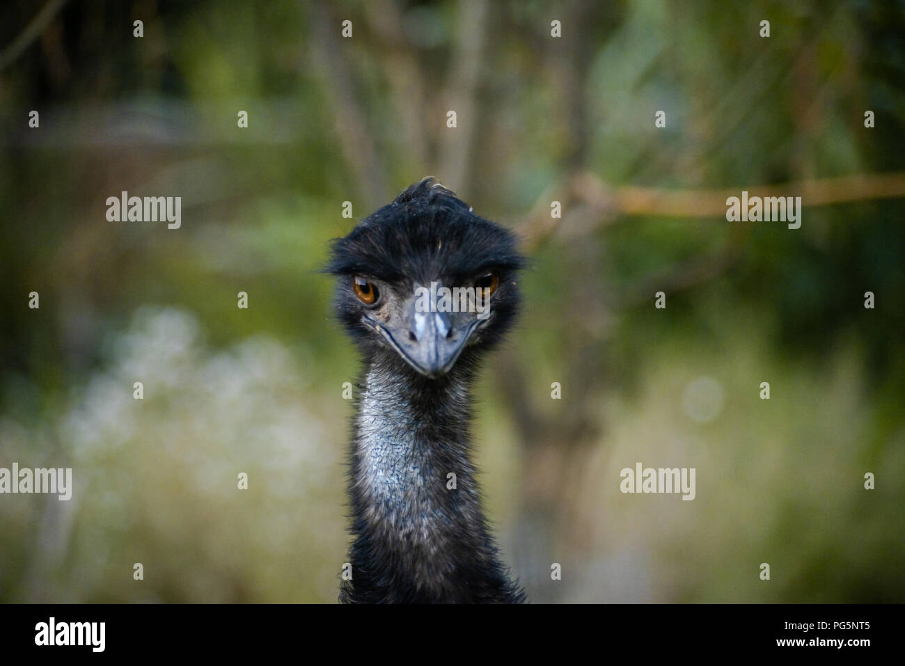 Struzzo hi-res stock photography and images - Alamy