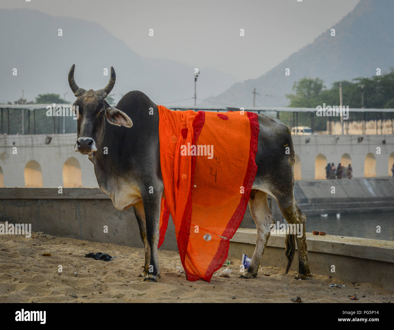 Holy cow with praying flag on street in Pushkar, India Stock Photo - Alamy