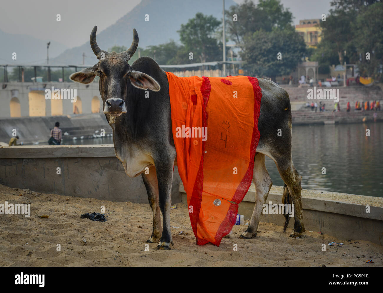 Holy cow with praying flag on street in Pushkar, India Stock Photo - Alamy
