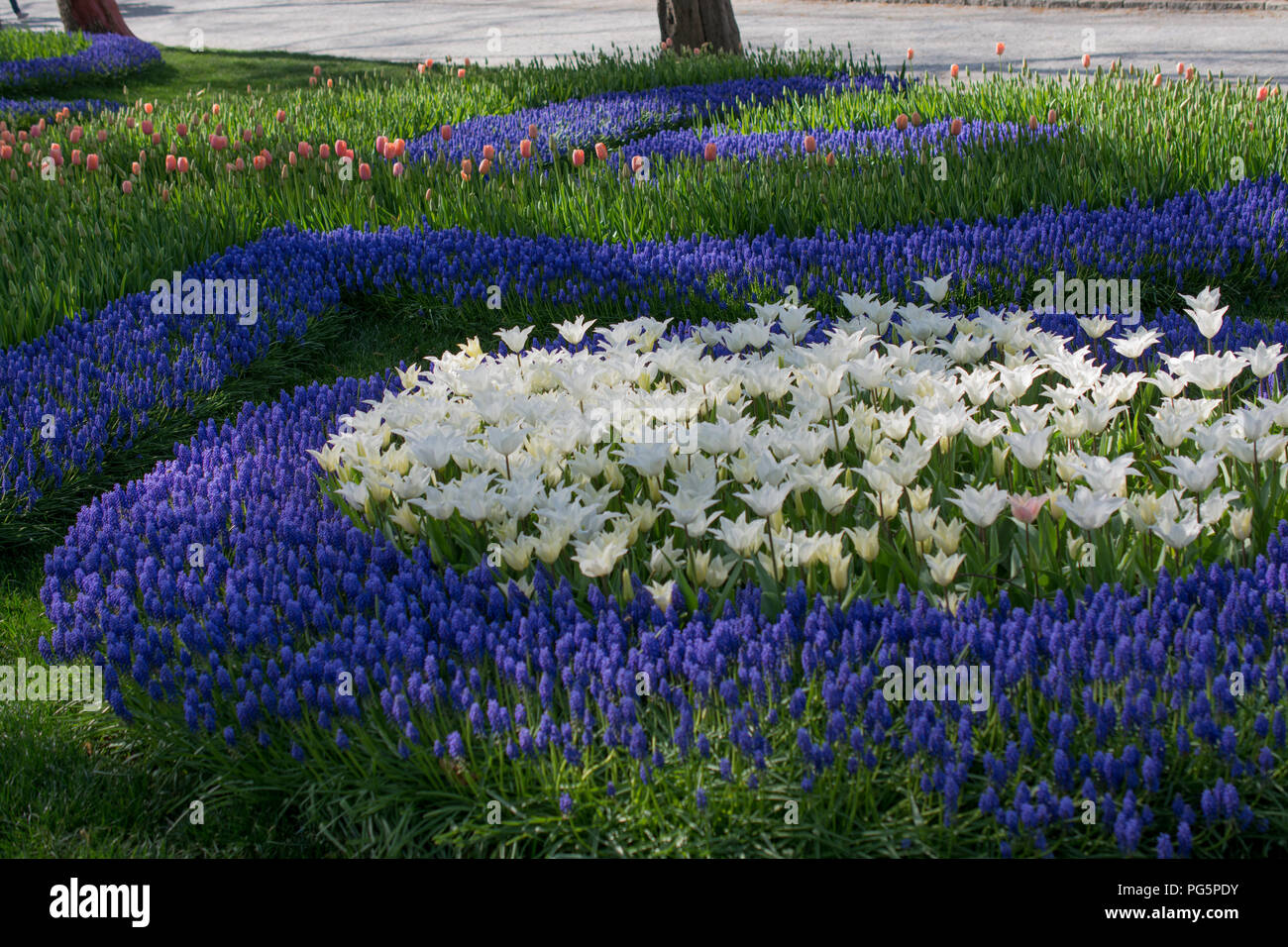 tulips of various colors in nature in spring time Stock Photo - Alamy