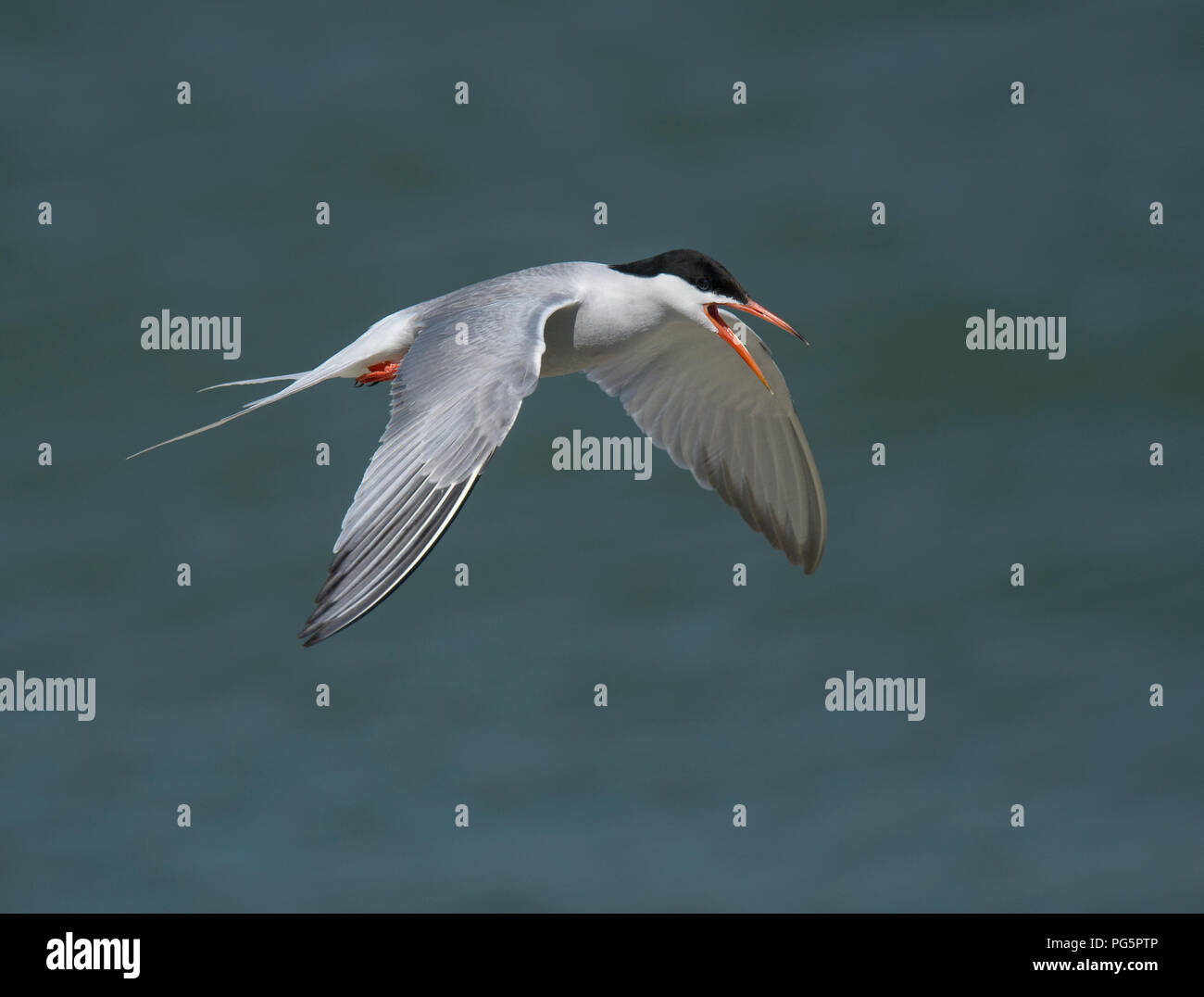 Common tern, Sterna hirundo, in flight with prey, Lancashire, UK Stock Photo - Alamy