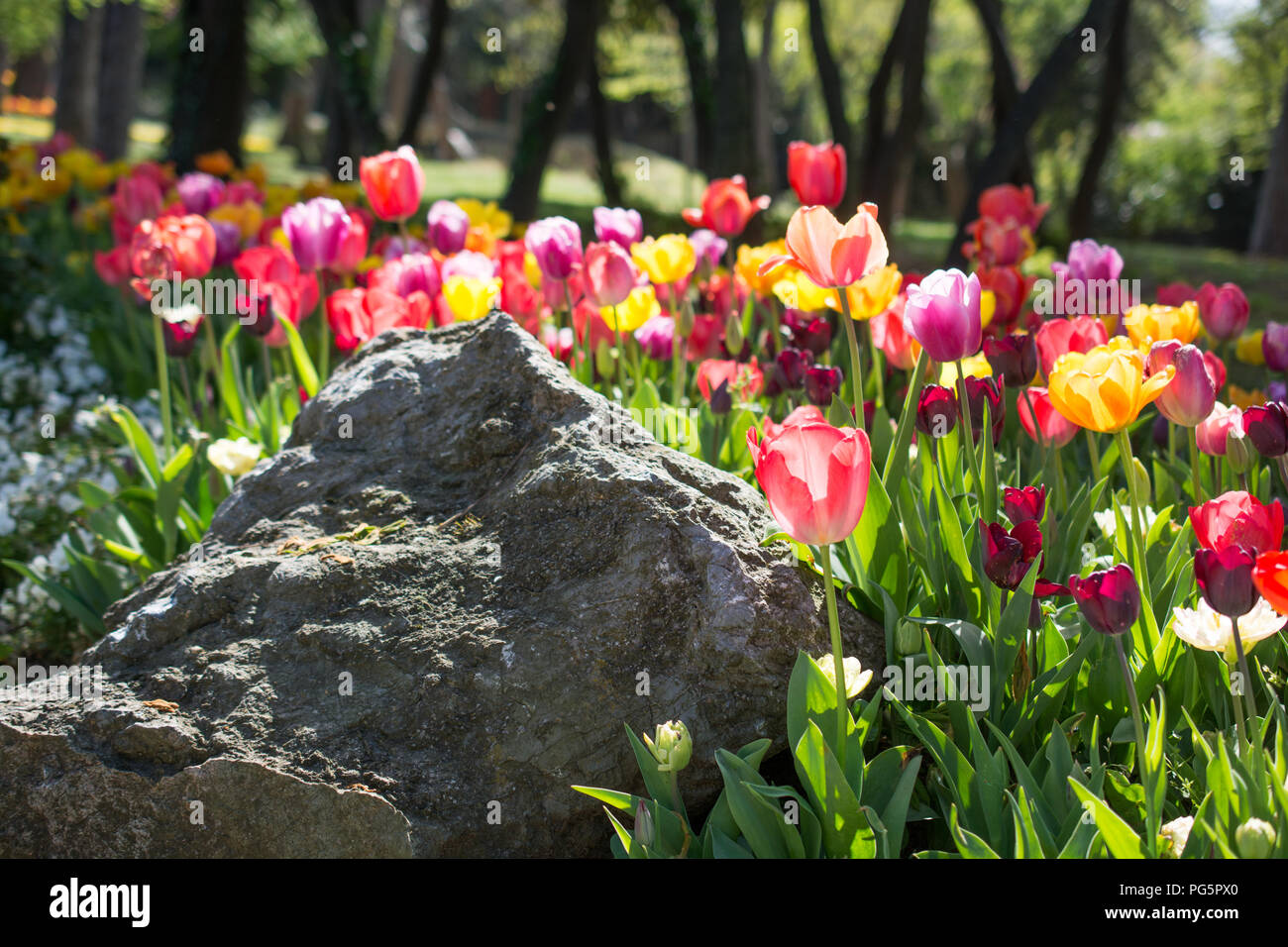 Tulip garden full of various colors of tulips in spring Stock Photo - Alamy