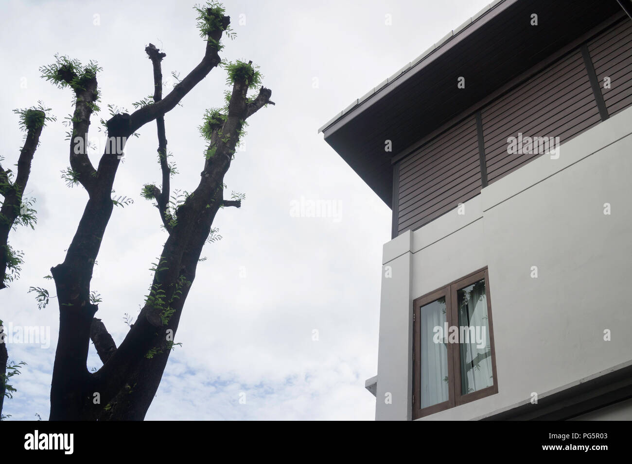 Tree beside residential home with cloudy sky, stock photo Stock Photo ...