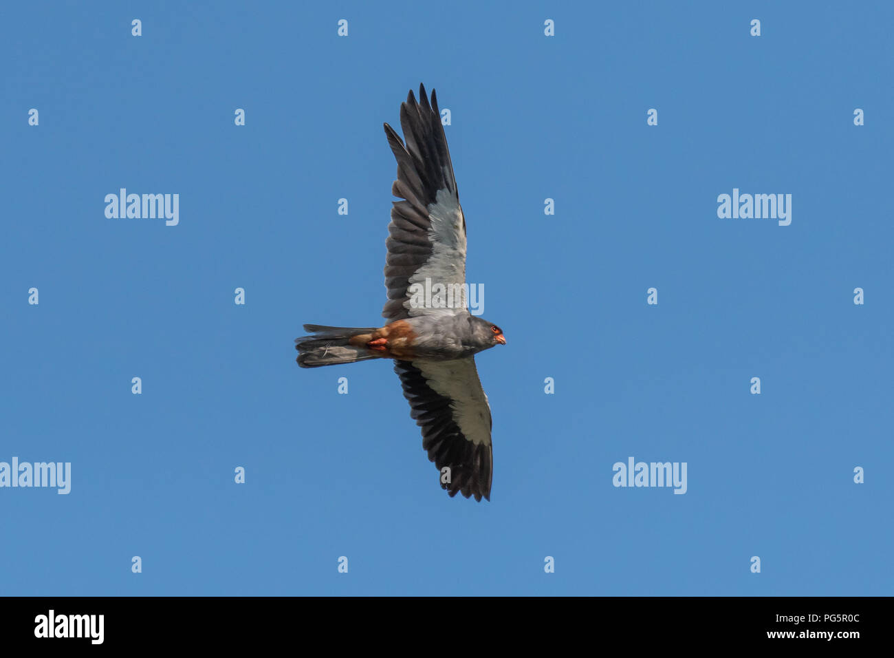 Flying bird taken from under hi-res stock photography and images - Alamy