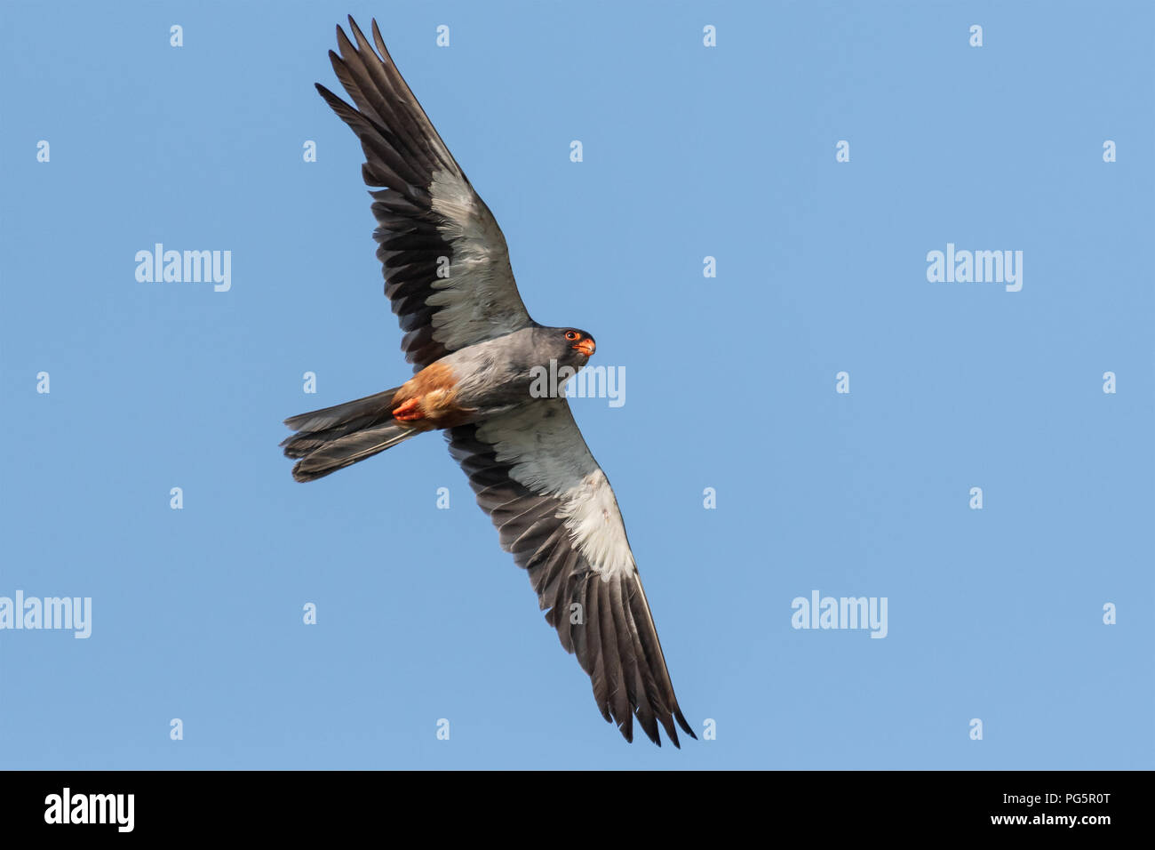 Flying bird taken from under hi-res stock photography and images - Alamy
