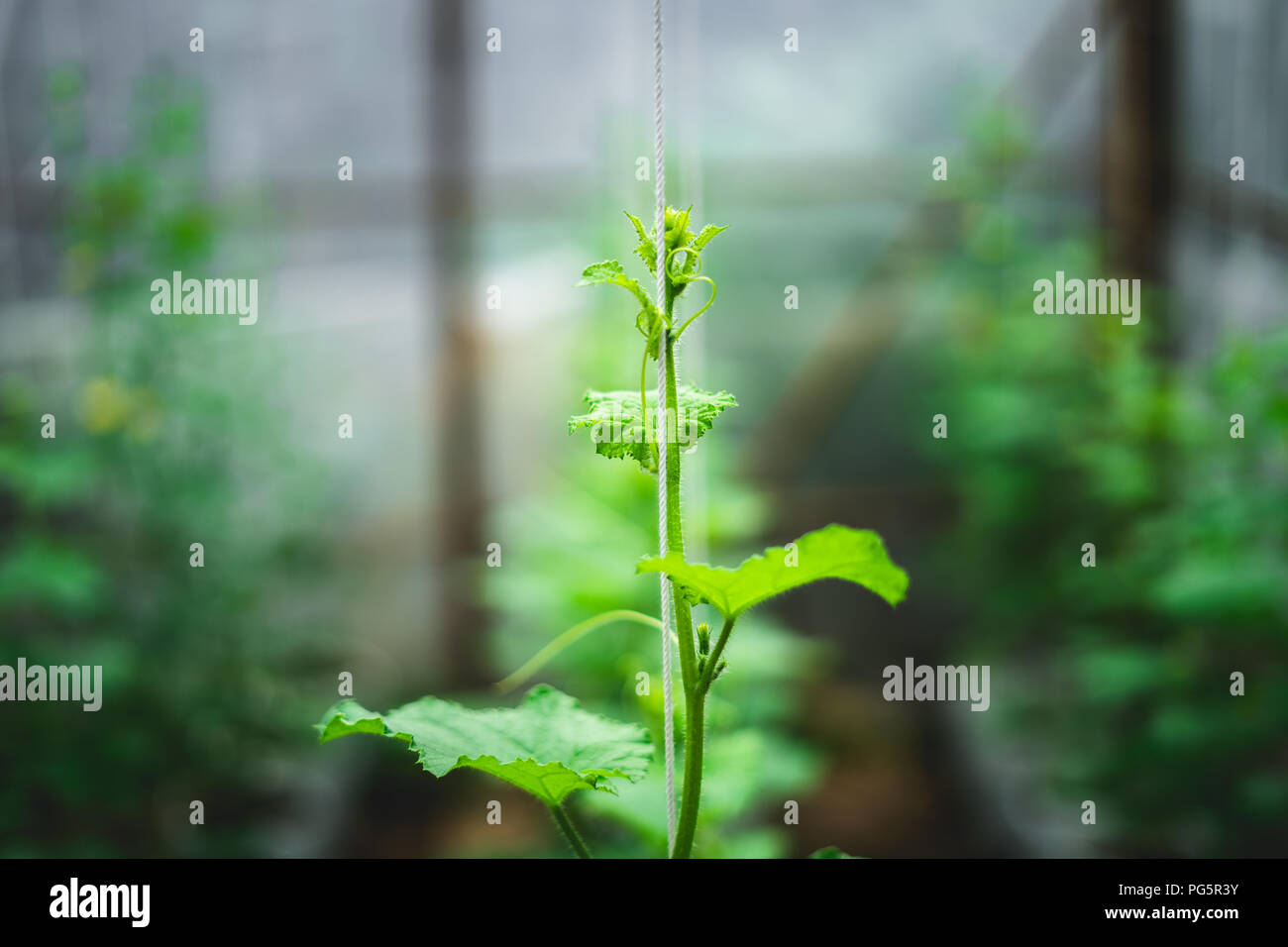 Melon tree Growing In the greenhouse Stock Photo - Alamy