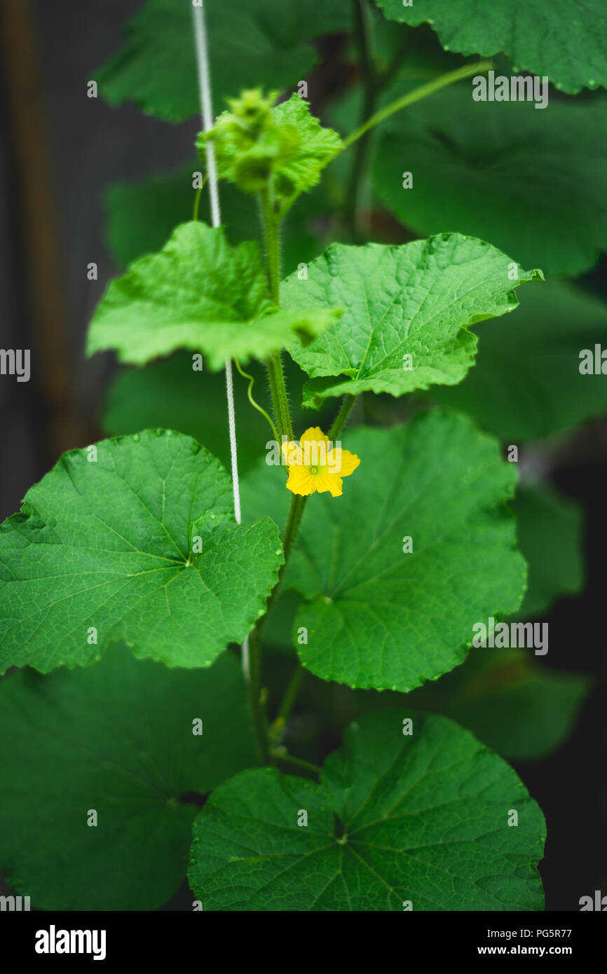 Melon tree Growing In the greenhouse Stock Photo - Alamy