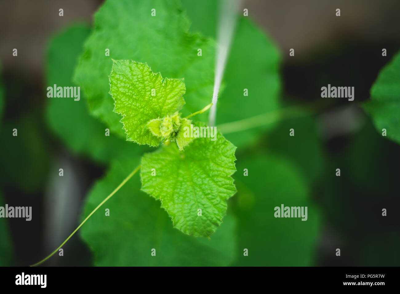 Melon tree Growing In the greenhouse Stock Photo - Alamy