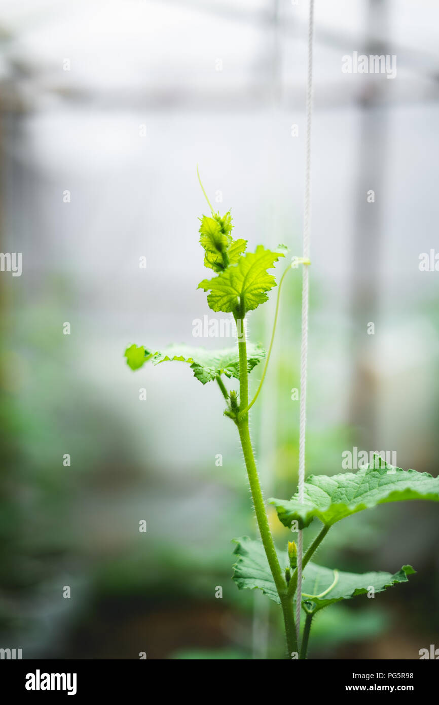 Melon tree hi-res stock photography and images - Alamy