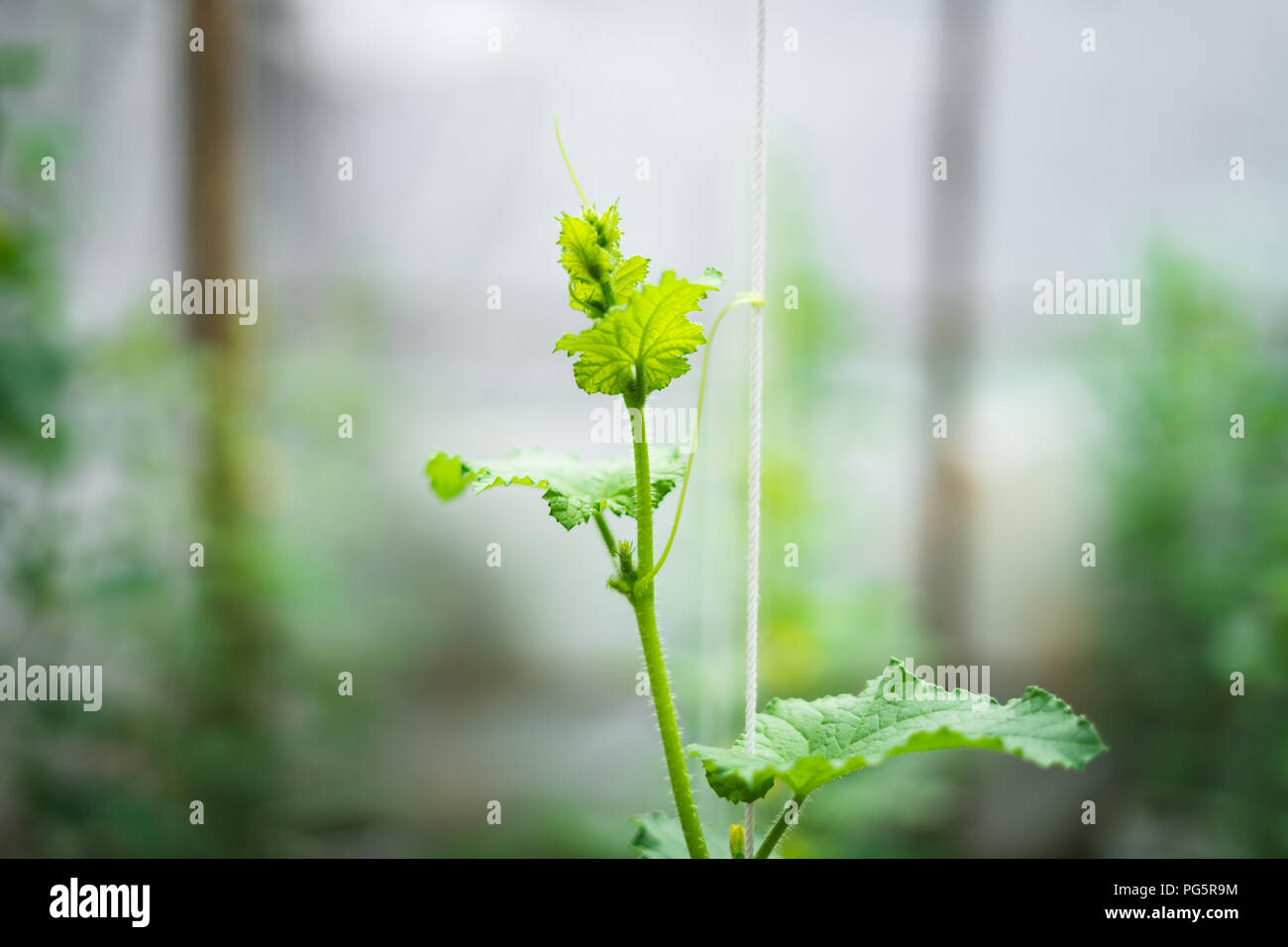 Melon tree hi-res stock photography and images - Alamy