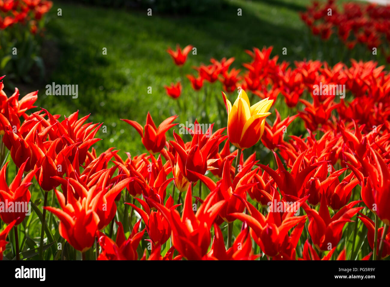 Fresh tulip of red color in nature in spring time Stock Photo - Alamy