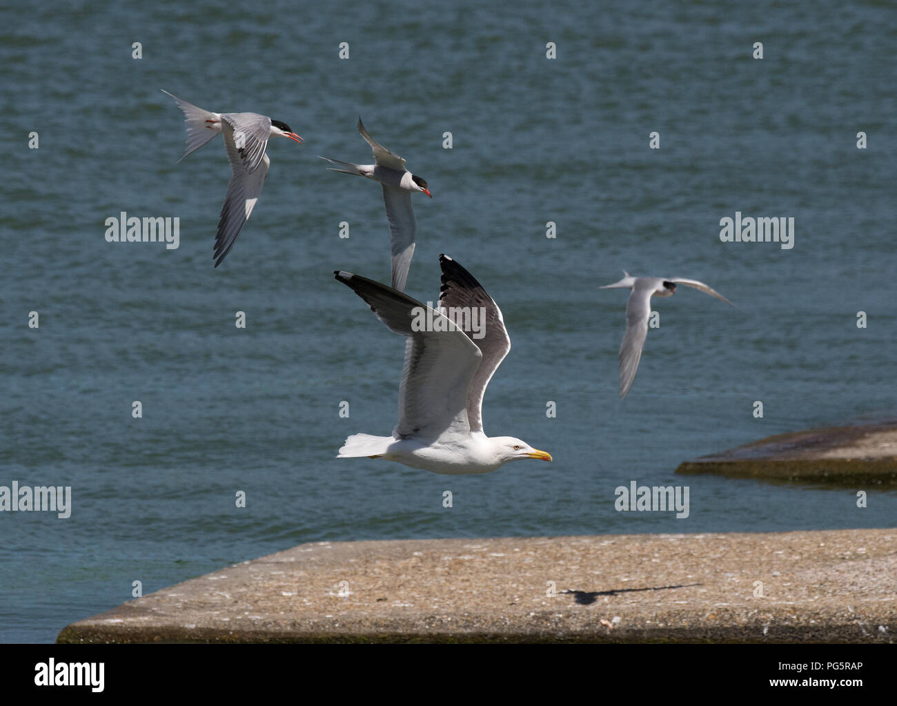 Terns chasing seagull hi-res stock photography and images - Alamy