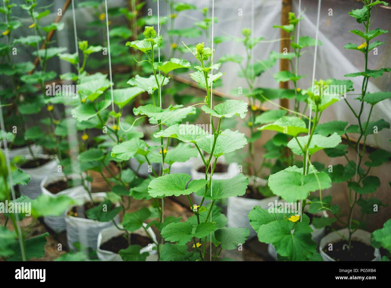 Melon tree hi-res stock photography and images - Alamy
