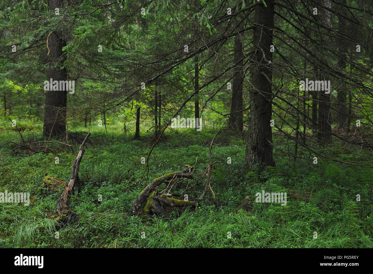 Windfall trees hi-res stock photography and images - Alamy