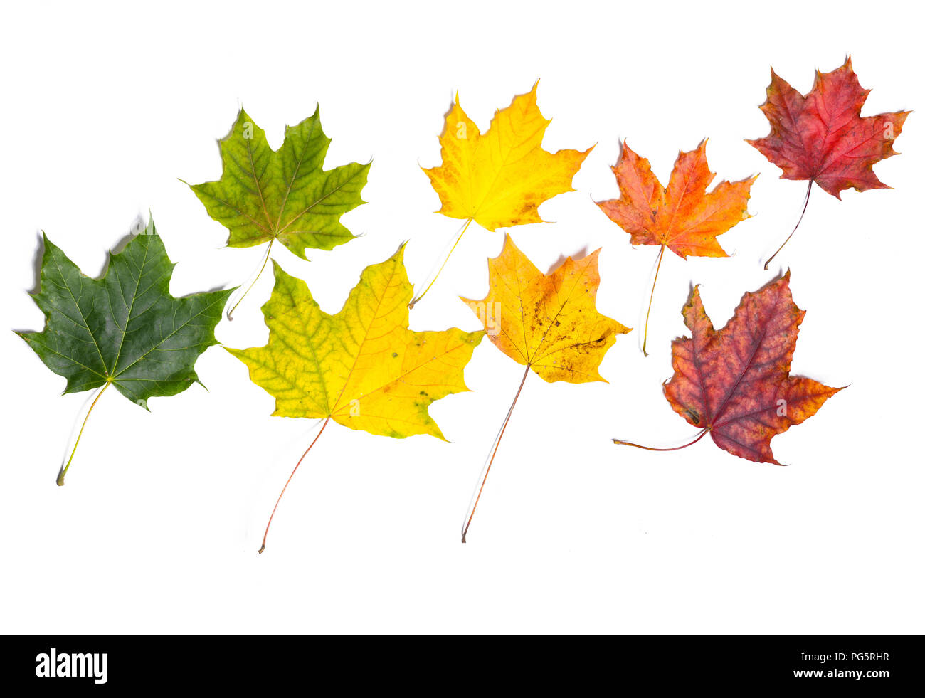 Autumn natural background maple Cut Out Stock Images & Pictures - Alamy