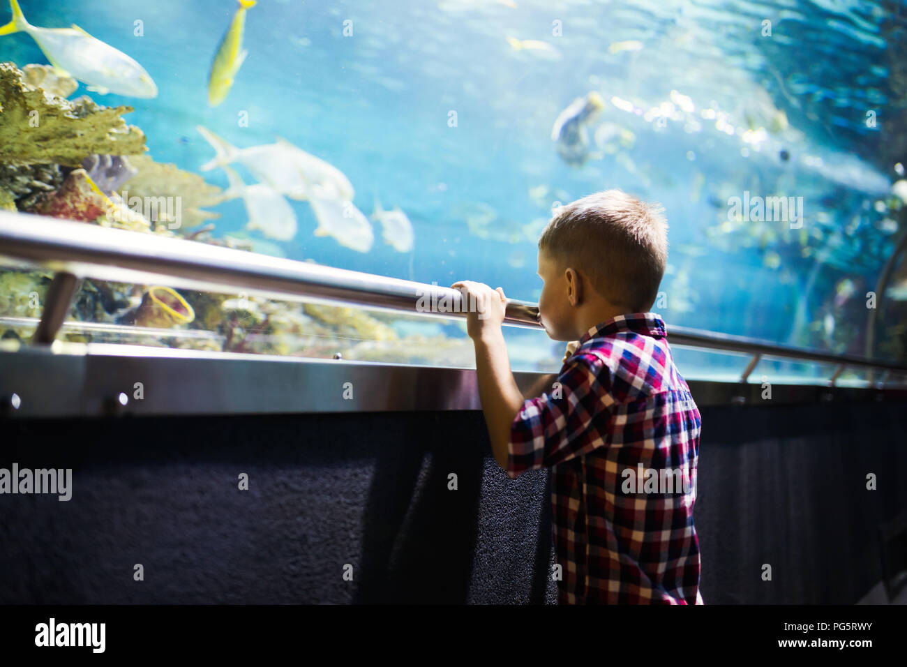 Boy looking at pet fish hi-res stock photography and images - Alamy