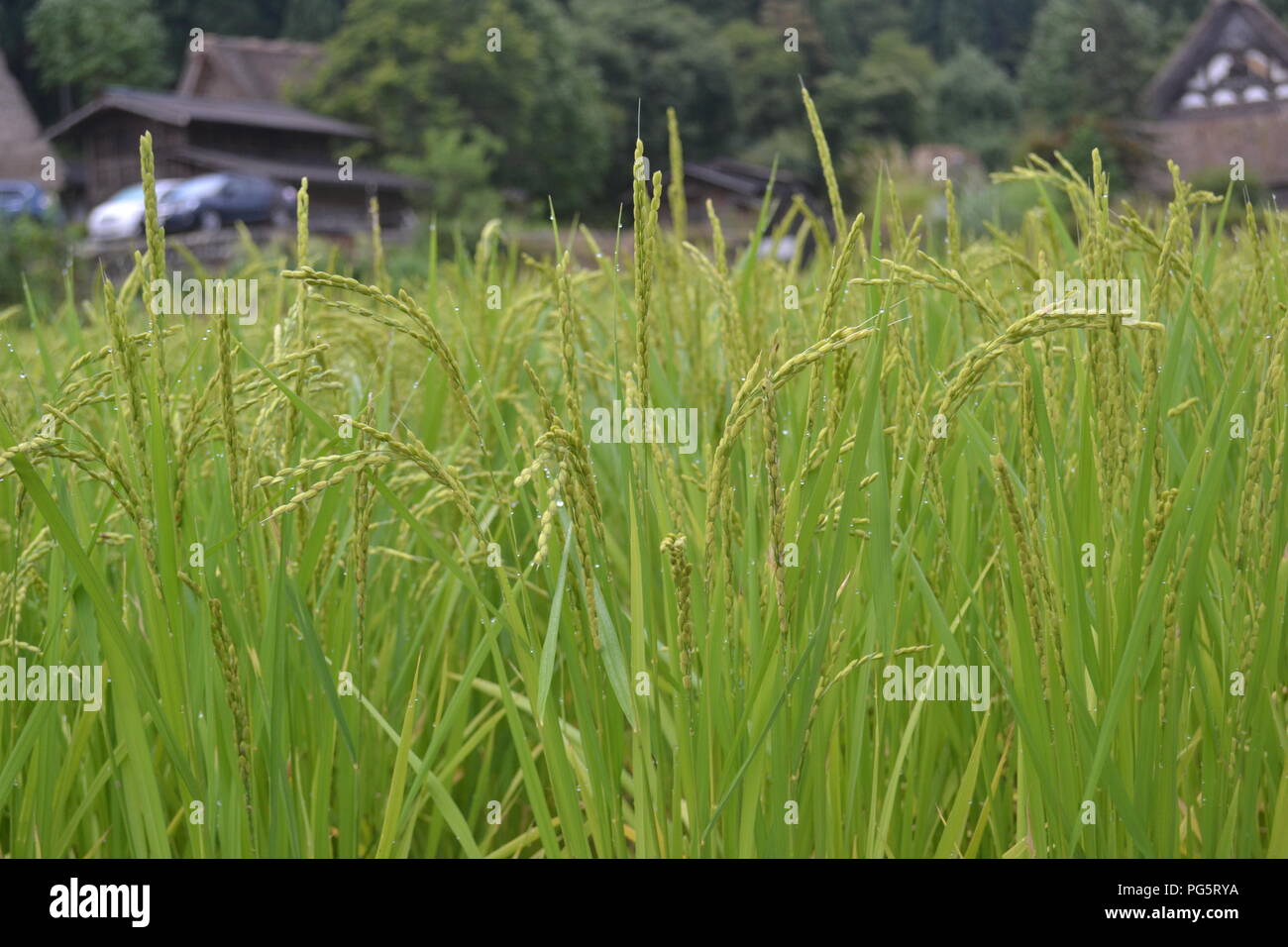 Rice crops in Japan Stock Photo - Alamy