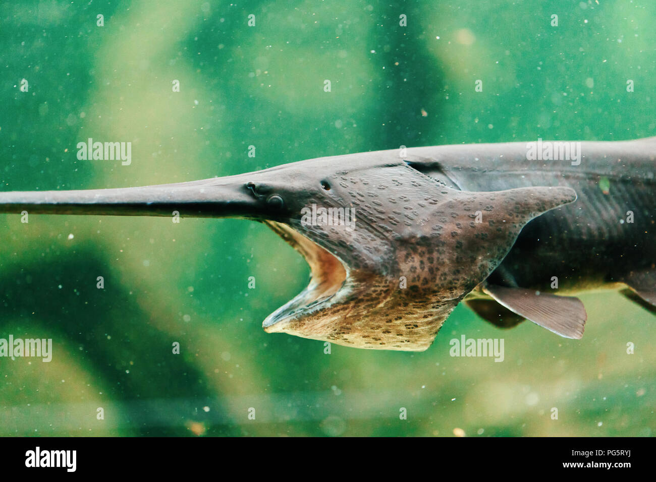 Paddlefishes hi-res stock photography and images - Alamy