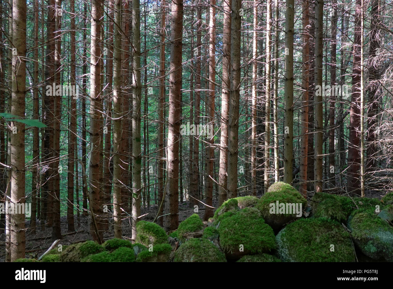 Swedish forest landscape at summertime Stock Photo - Alamy