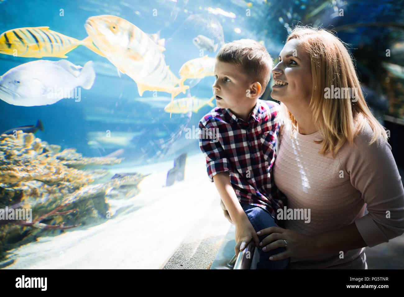 Family swimming with fish hi-res stock photography and images - Alamy