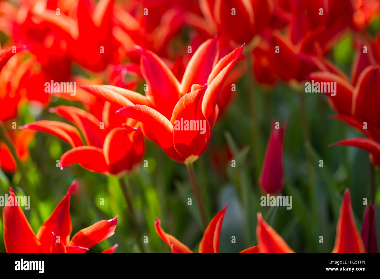 Red tulips of pink color in nature in spring time Stock Photo - Alamy