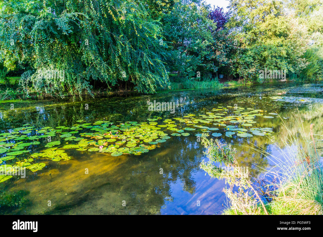 beautiful pond water landscape with reflection and plants Stock Photo ...