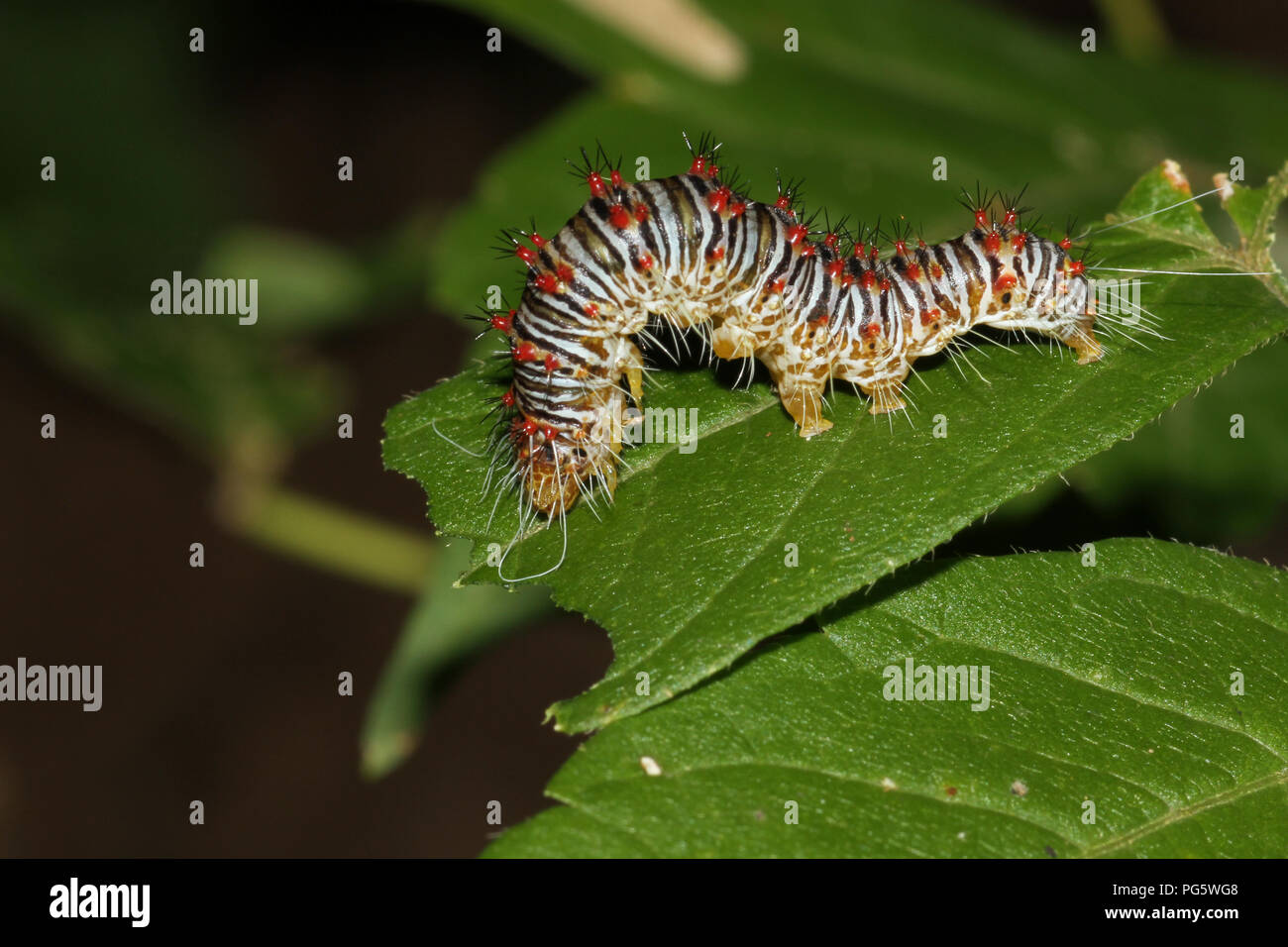 Looper caterpillar hi-res stock photography and images - Alamy
