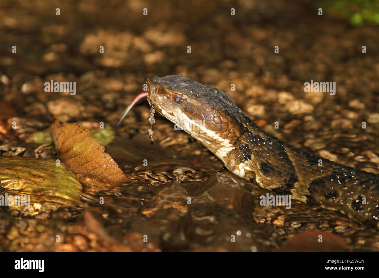 Cottonmouth water moccasin snake hi-res stock photography and images ...
