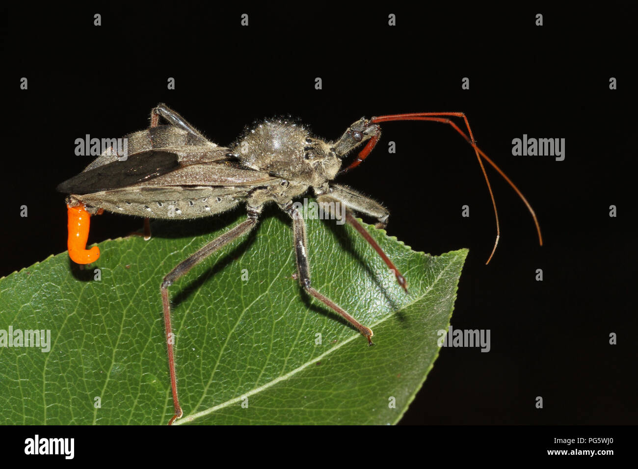 Close-up of a wheel bug with scent glands showing Stock Photo - Alamy