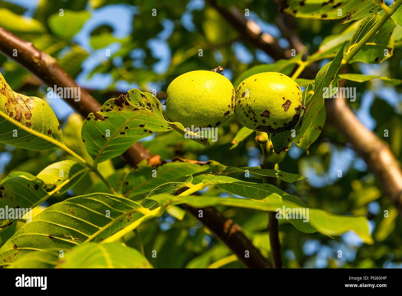 Walnuts (Juglans regia) on the tree in the orchard Stock Photo - Alamy