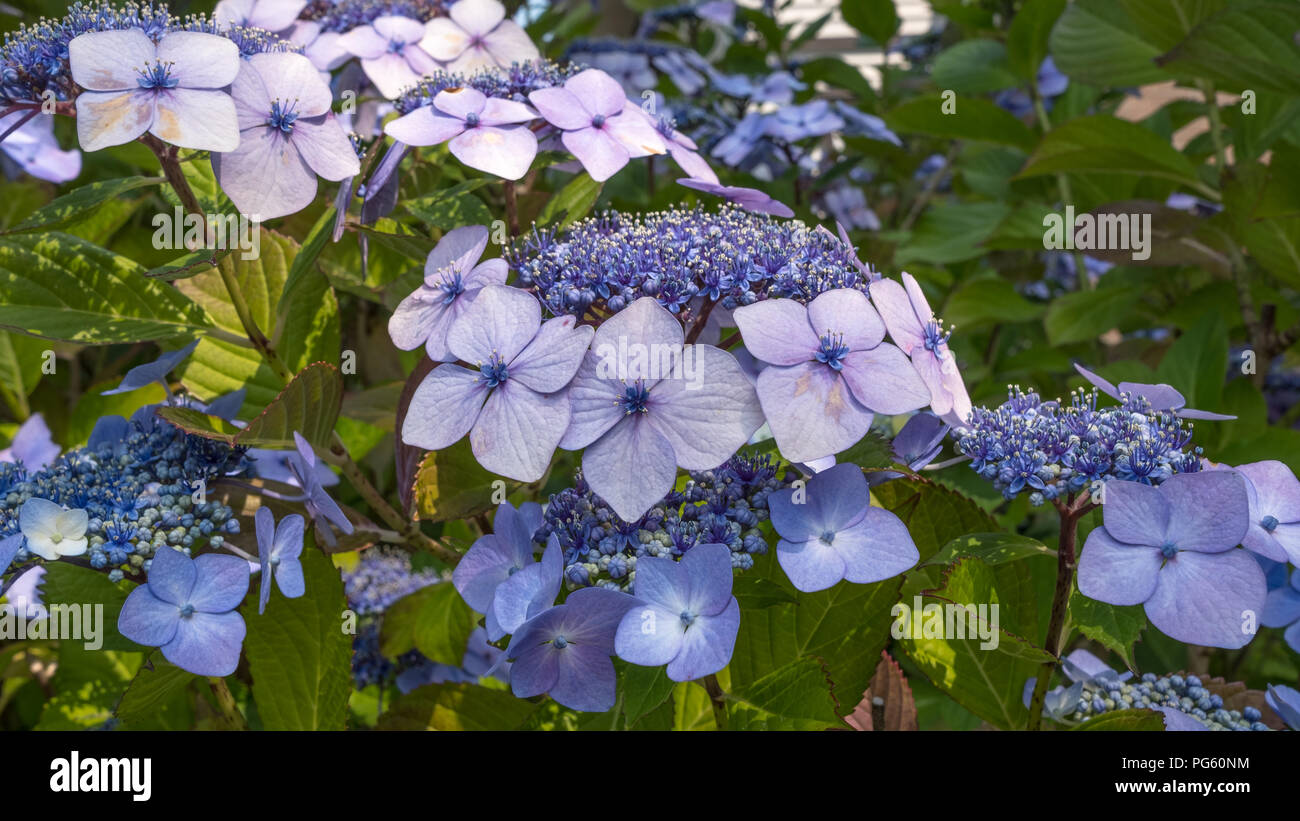 Hydrangea field hi-res stock photography and images - Alamy